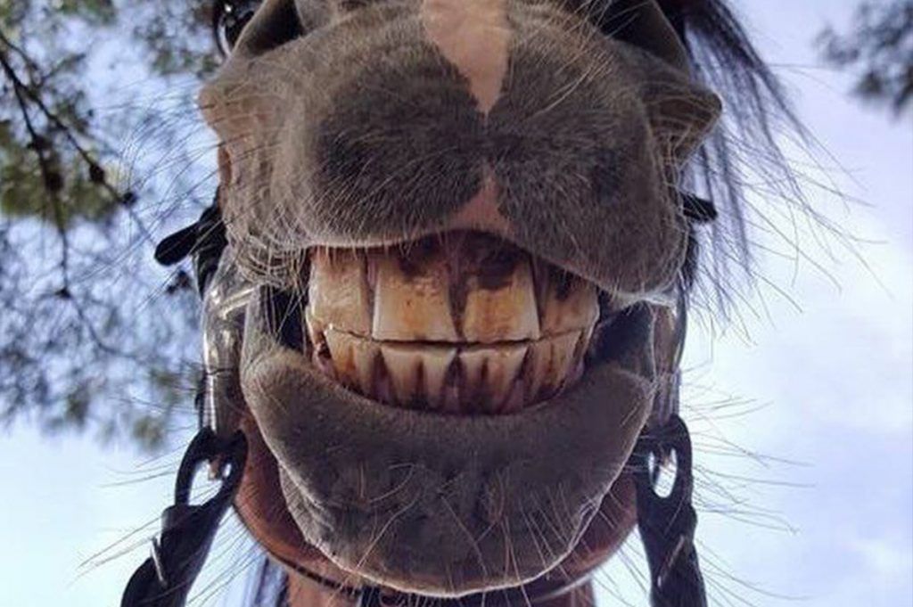 Dientes De Caballo Todo Sobre La Dentadura Equina Sense Of Privee 7193
